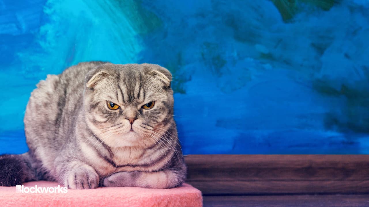 'Grumpy Cat' Creator Sends Cease-and-Desist NFT to Memecoin Issuer ...
