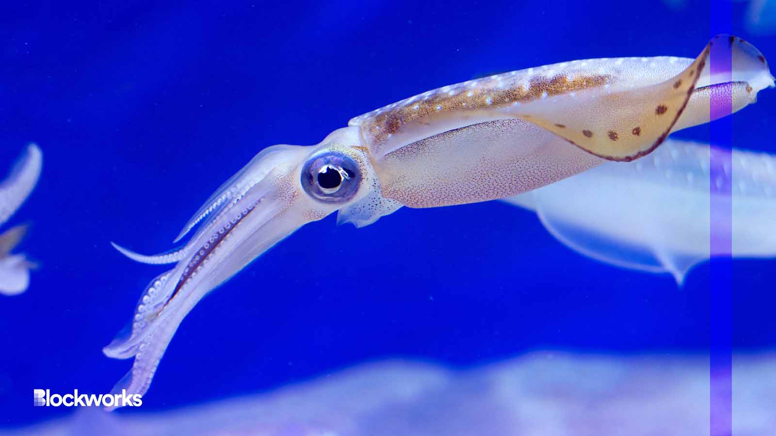 Cross-chain transactions in just 2 seconds? Squid says it’s possible - Blockworks