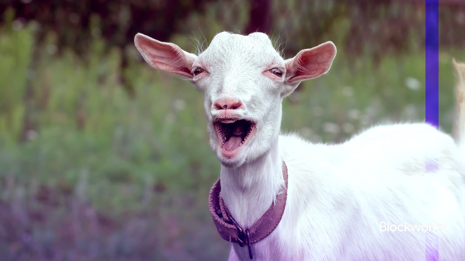 Preaching the Goatse gospel: A timeline - Blockworks