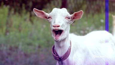 Preaching the Goatse gospel: A timeline - Blockworks